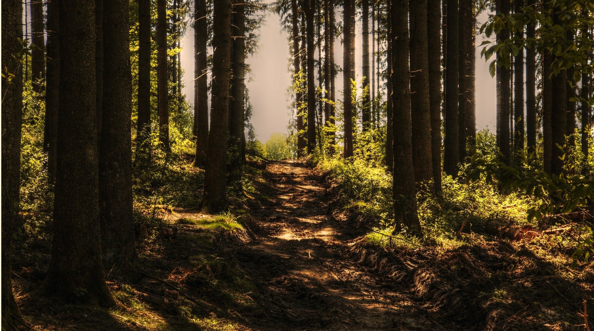 Waldspaziergang Erlebnis für die Sinne